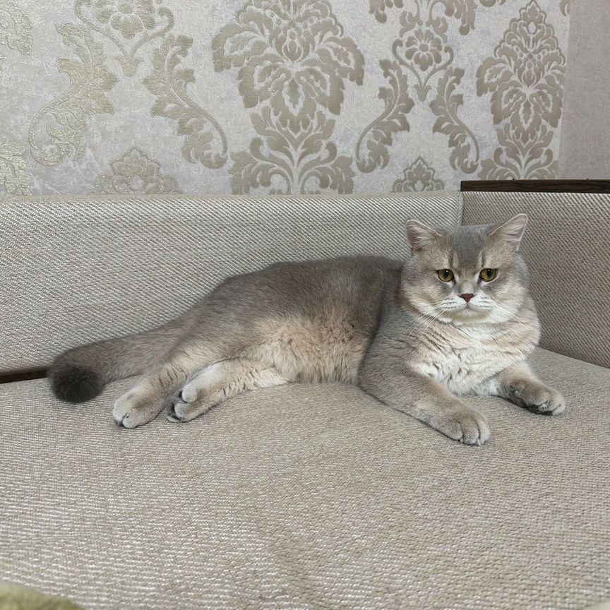 Жених на вязку