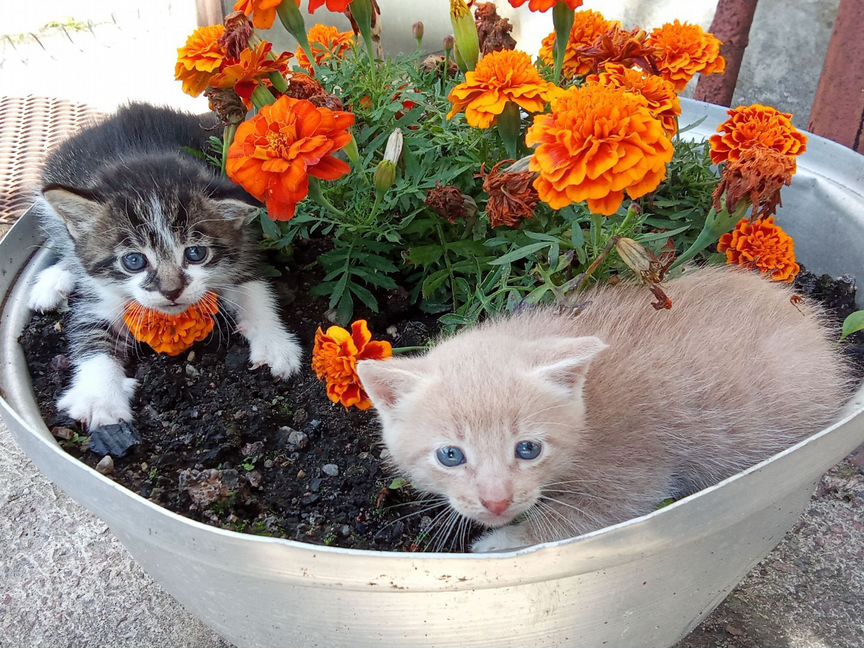 Кошка