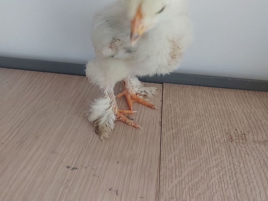 Цыплята брама