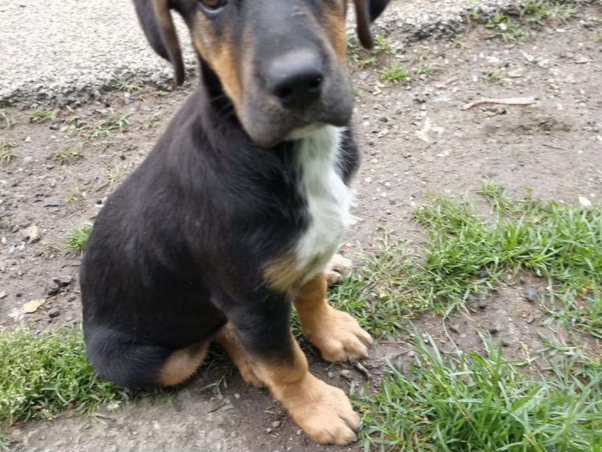 Собака щенок