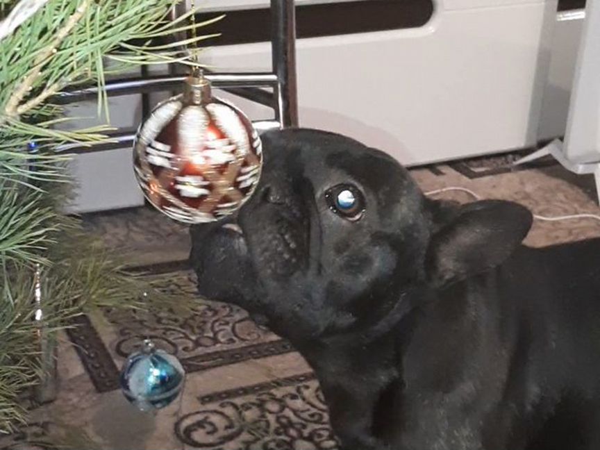 Продам маленькую собаку французский бульдог