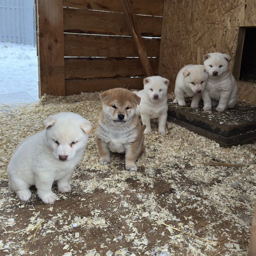 Сиба-ину, щенок