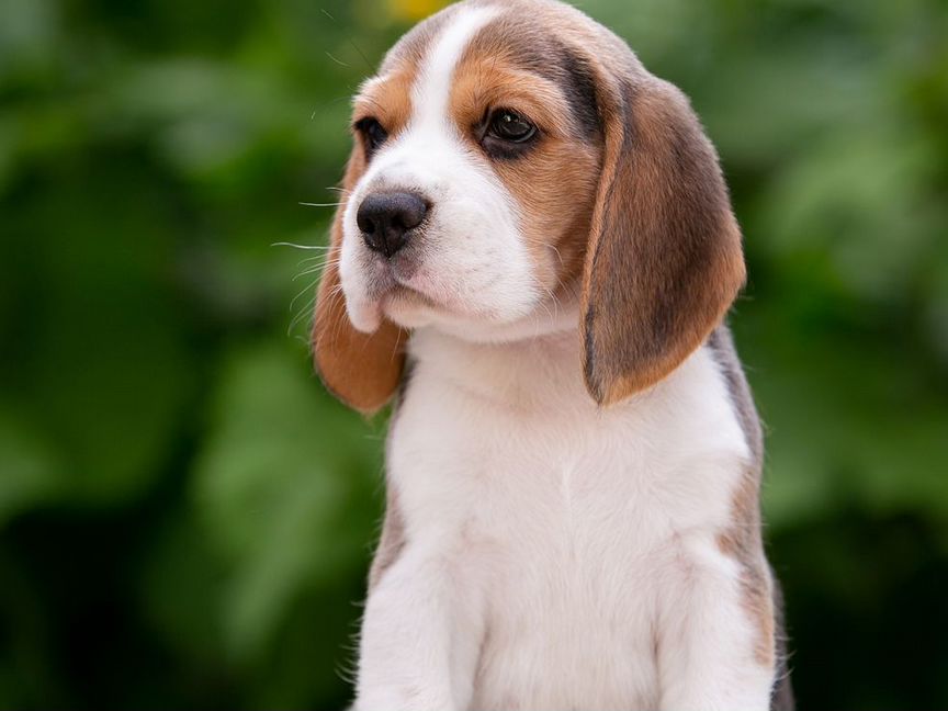 Щенки бигля девочки