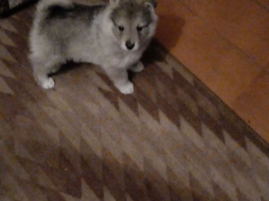 Заподно с. Лайка шенок 1 месяц 10 дней мальчик