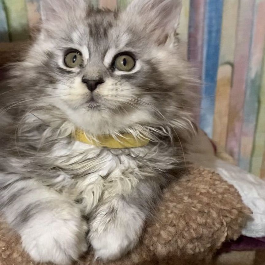 Эльза деаочка Мейн Кун в серебрянном окрасе