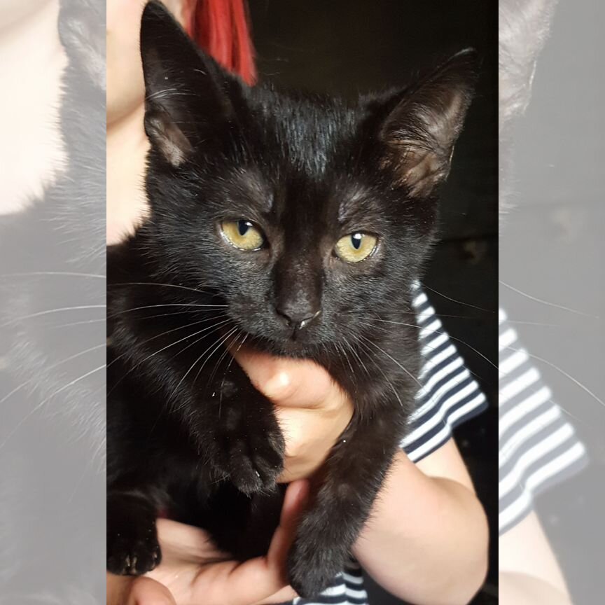 Котёнок в добрые руки