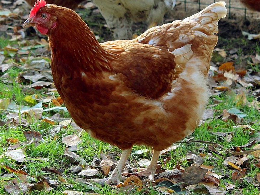 Куры несушки с доставкой