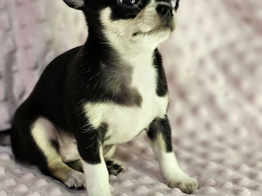 Чишка малышка