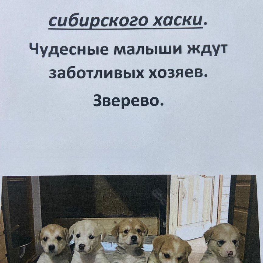Щенки хаски бесплатно в добрые руки