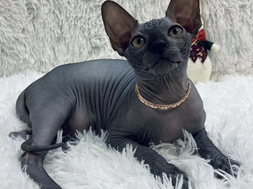 Канадский сфинкс