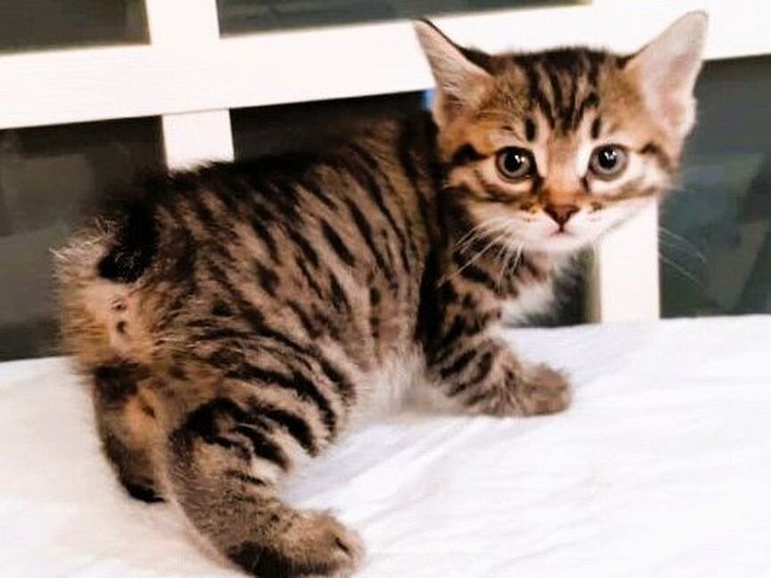 Котёнок - курильский бобтейл