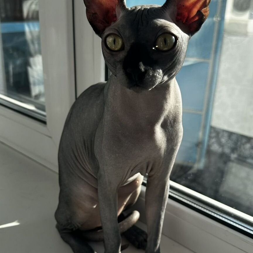 Вязка сфинкс