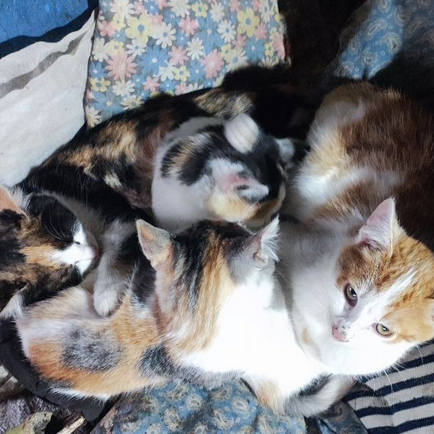 Трехшерстные котята