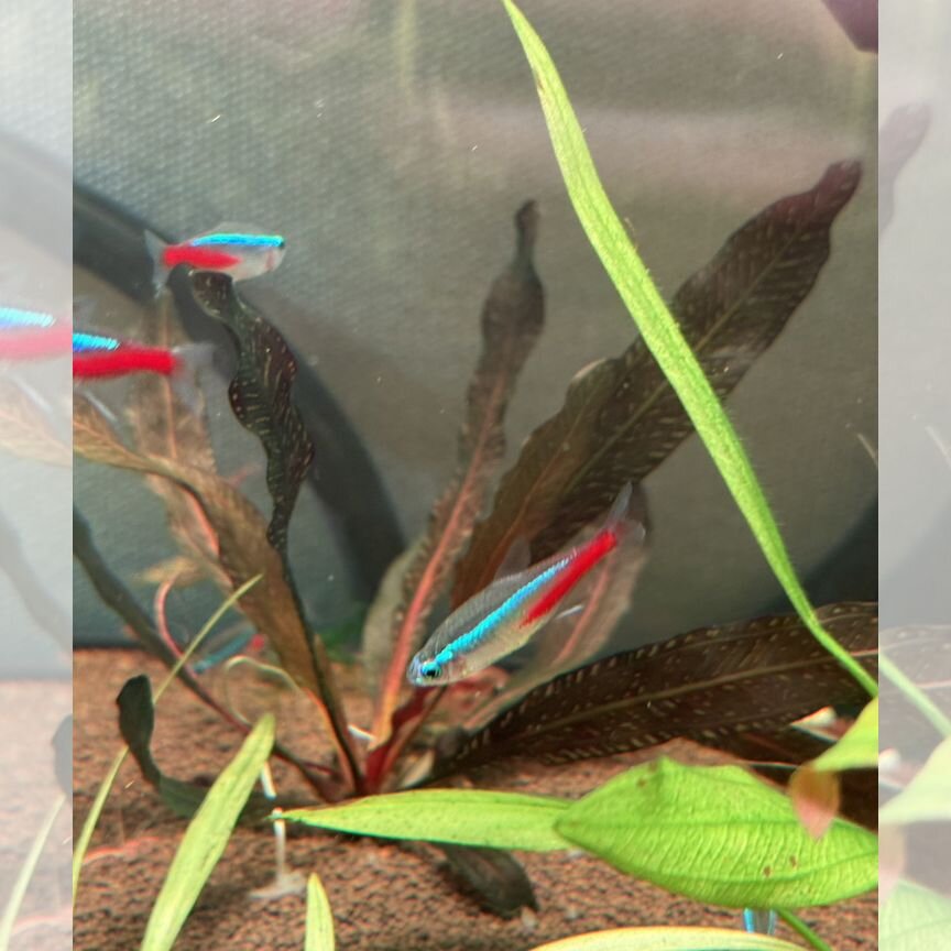 Аквариумные рыбки