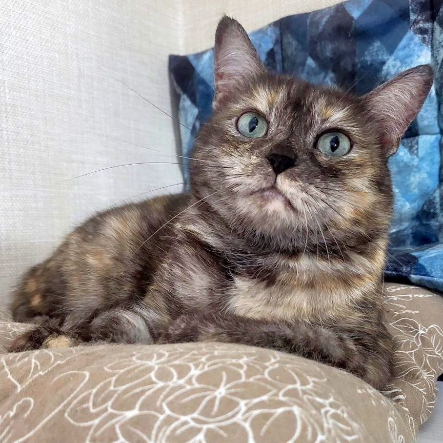 Нежная и ласковая Полли кошка в дар