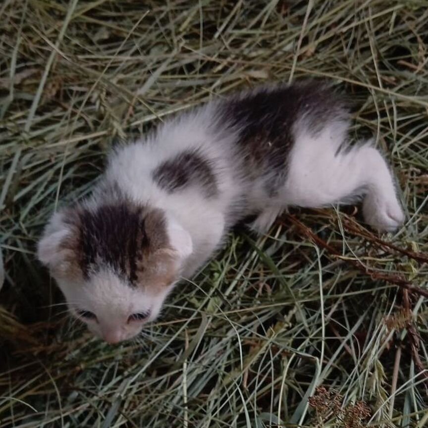 Шотландский вислоухий короткошёрстный котёнок