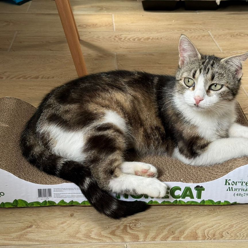 Молодая кошка Стелла