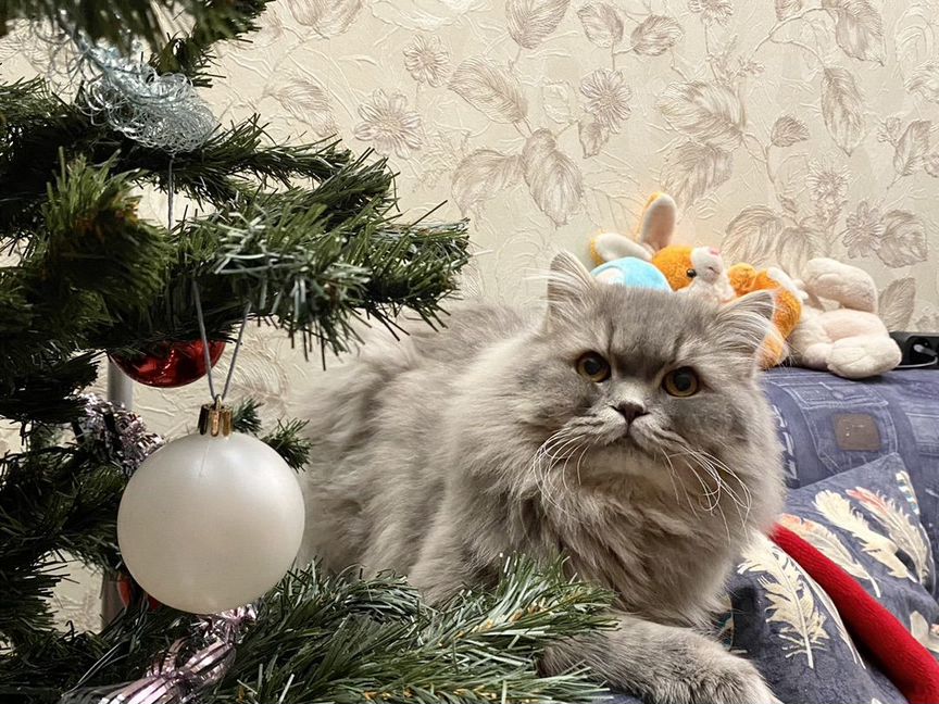 Шотландский кот вязка