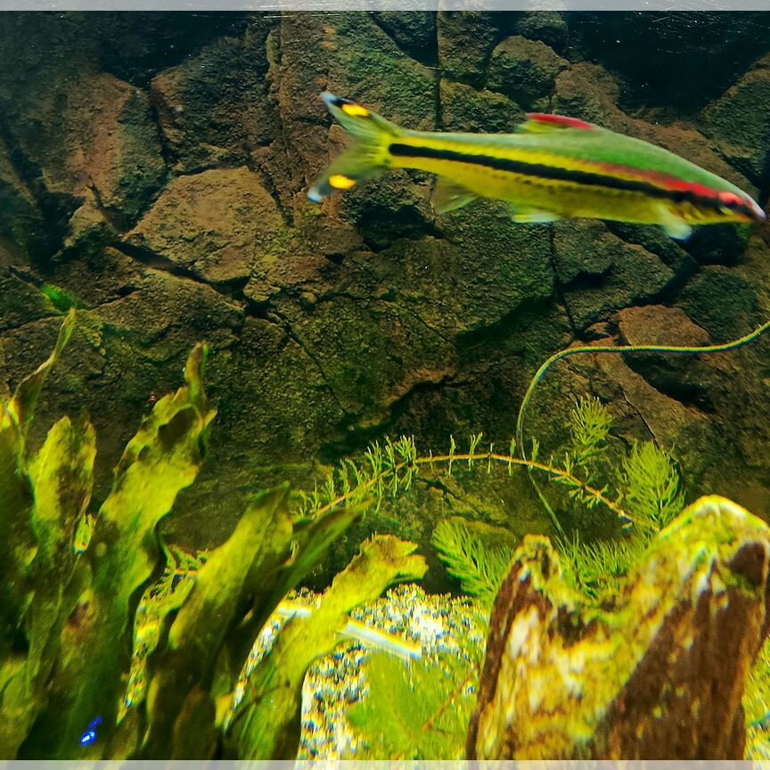 Рыбка Барбус Денисони