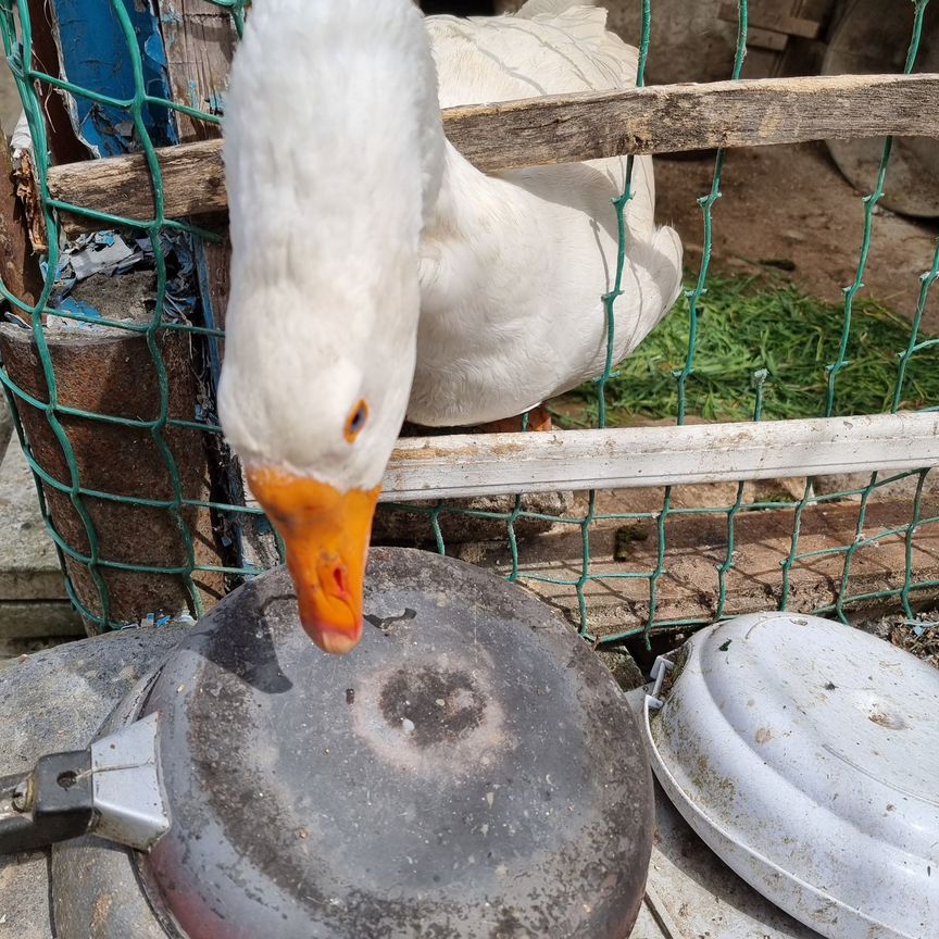 Продажа гусей