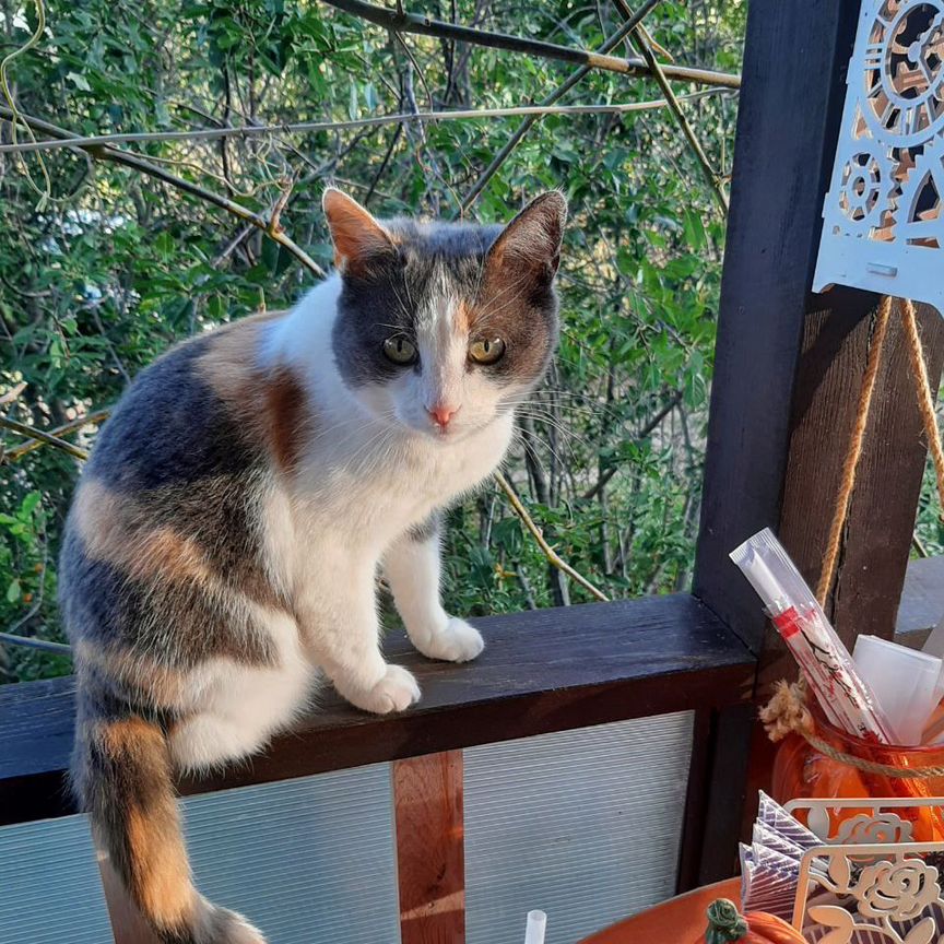 Кошка трехлапая