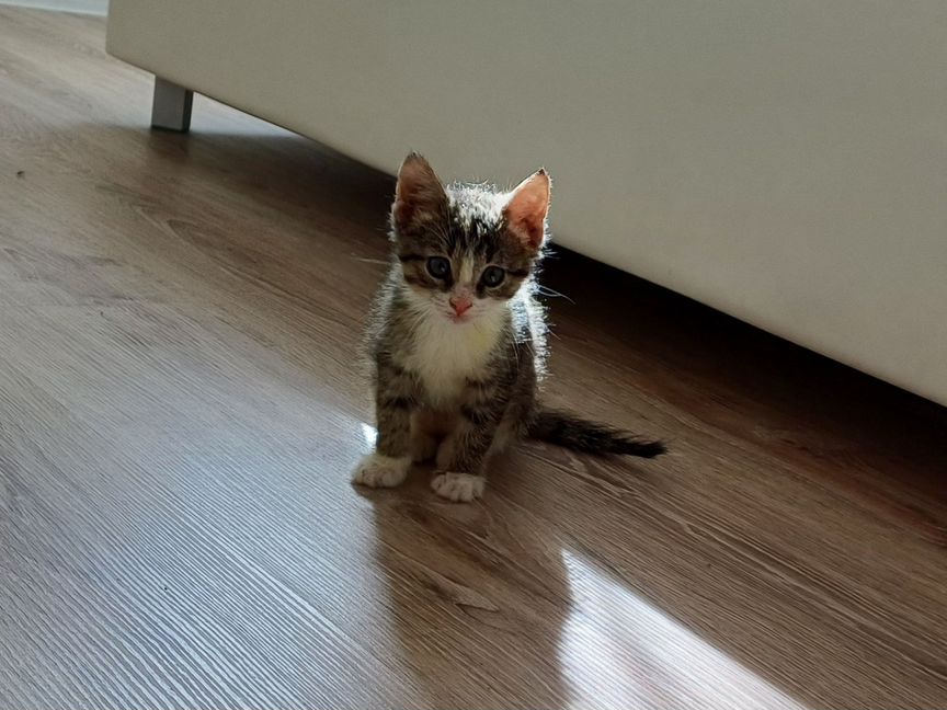Котик 2 мес