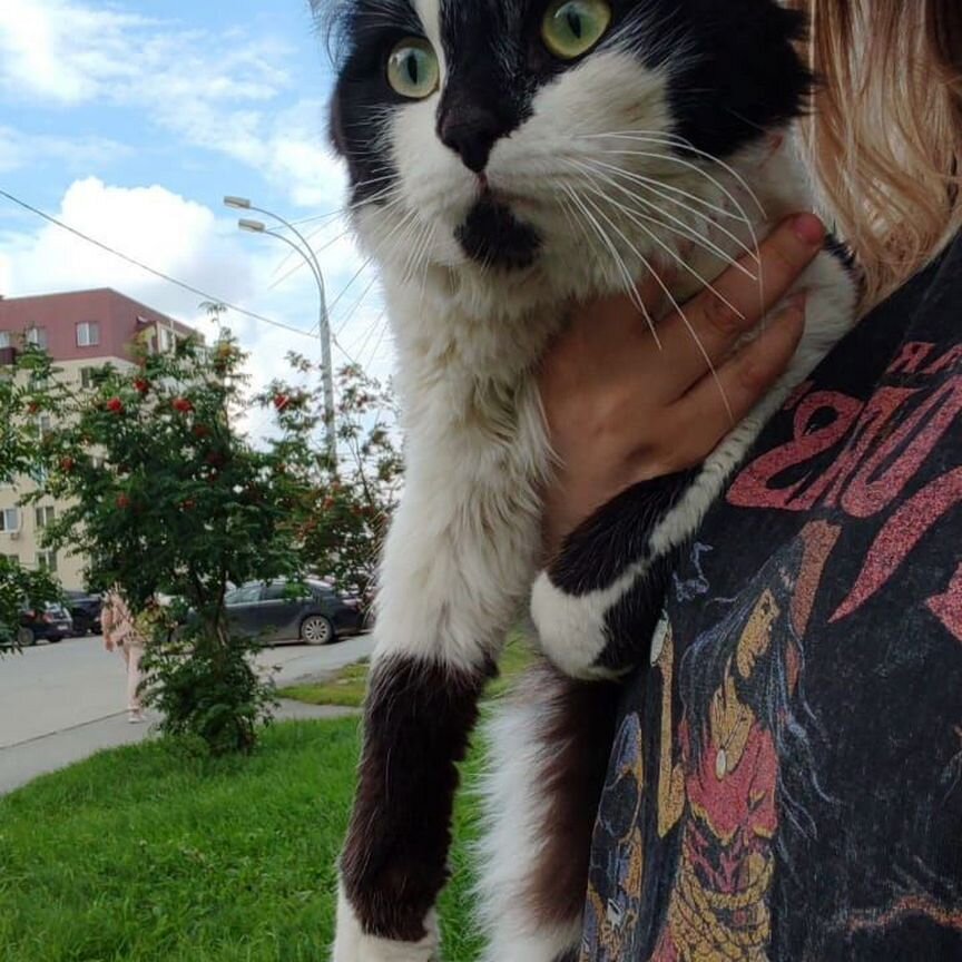 Нереальный кот