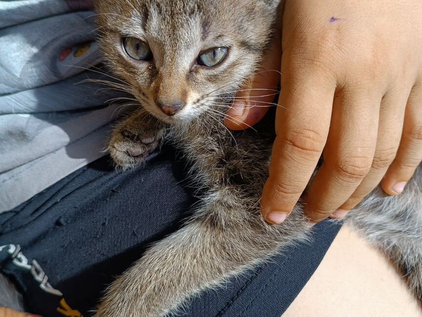 Котятам нужен дом