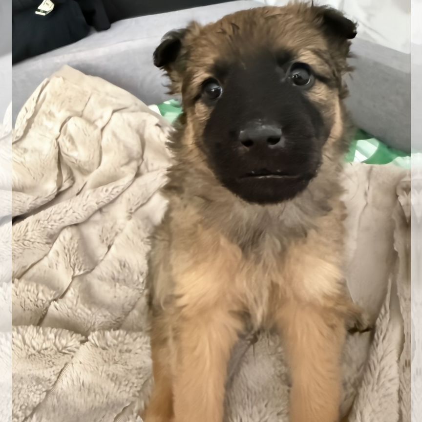 Немецкая овчарка, щенок