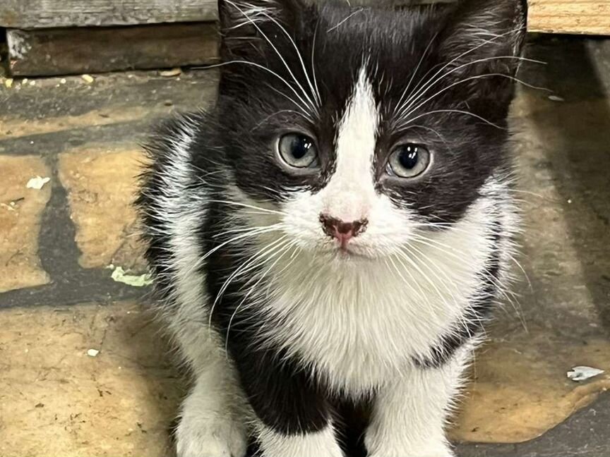 Котенок в дар бесплатно