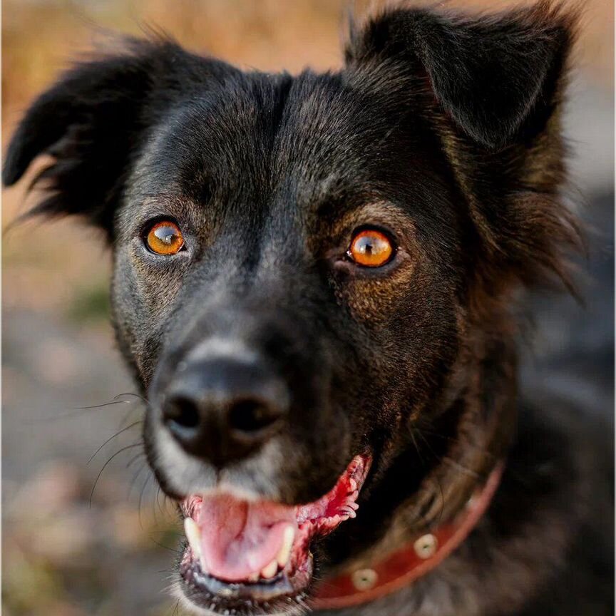 Сердце чистейшей породы