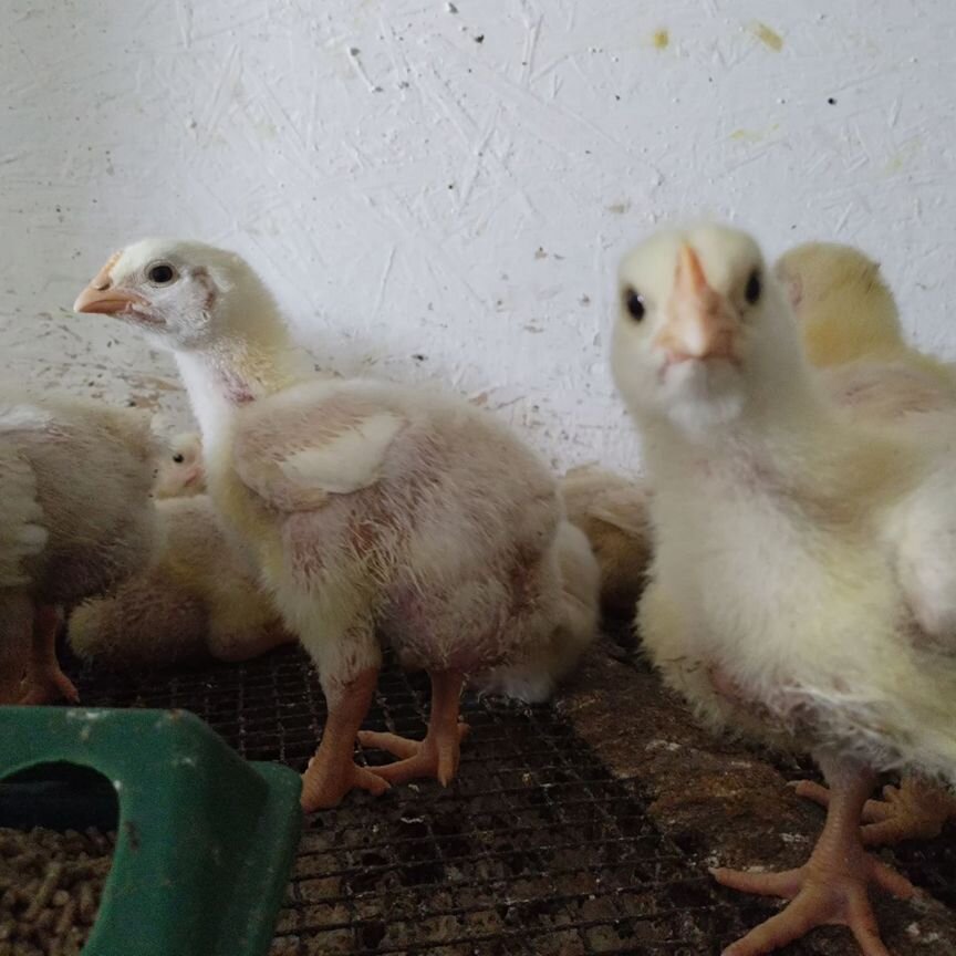 Цыплята бройлеры