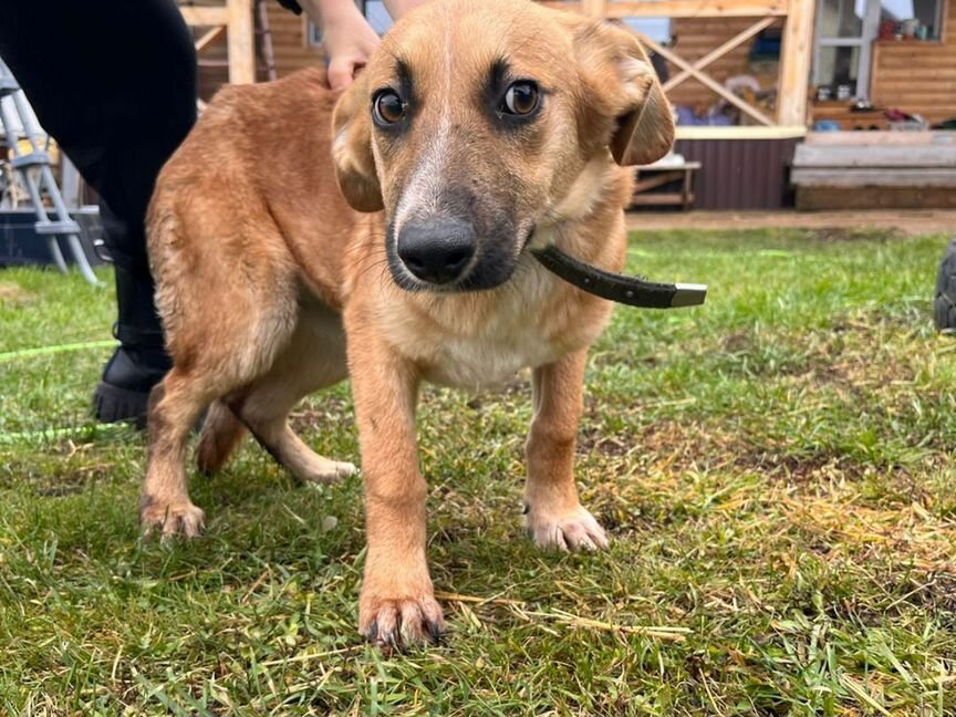 Собака в добрые руки