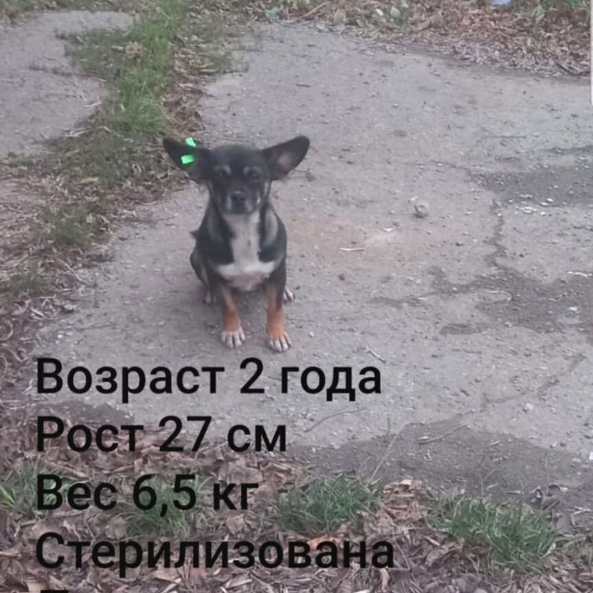 Крохотная собачка в добрые руки