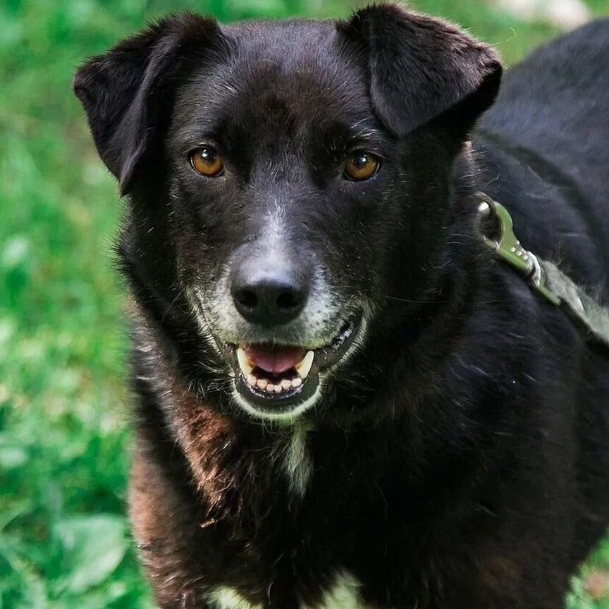 Собака в добрые руки