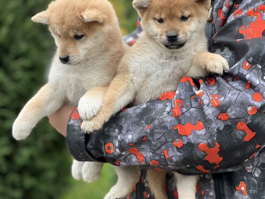 Сиба ину девочки