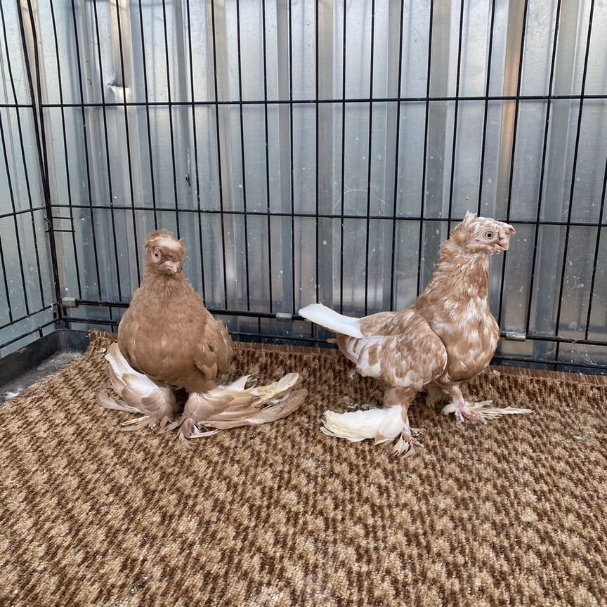 Голуби узбекские