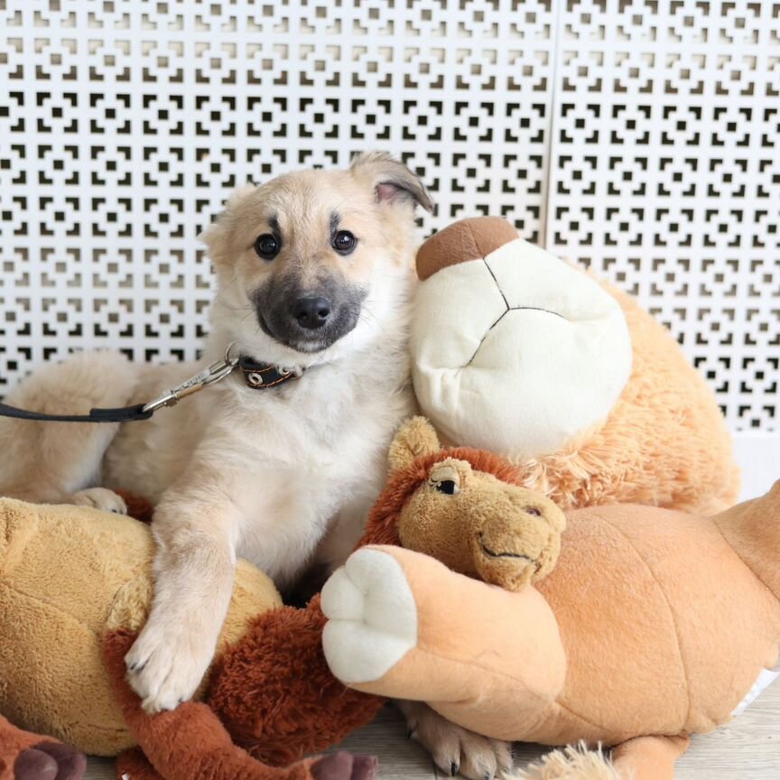 Щенок в добрые руки