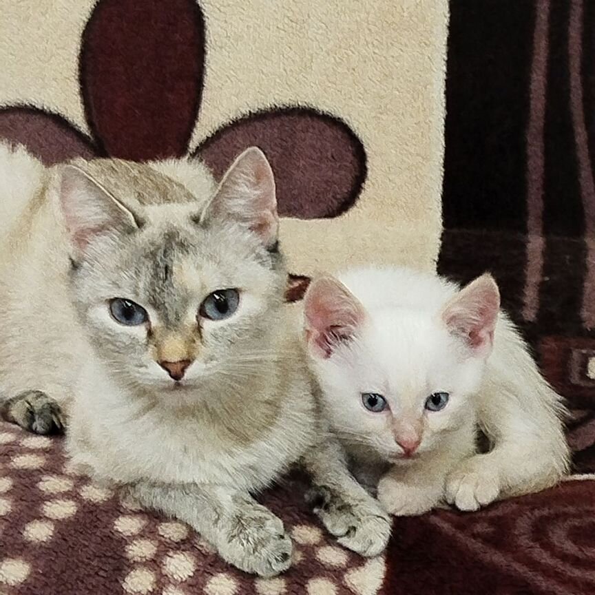 Тайский котенок мальчик