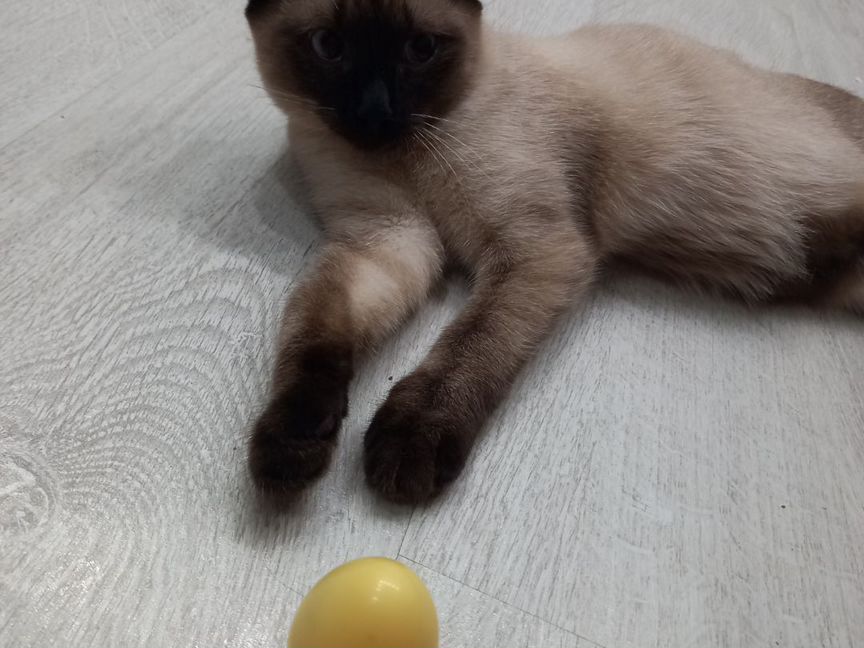 Сиамская кошка