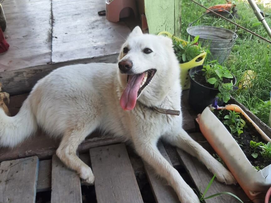 Собака в добрые руки отдам бесплатно