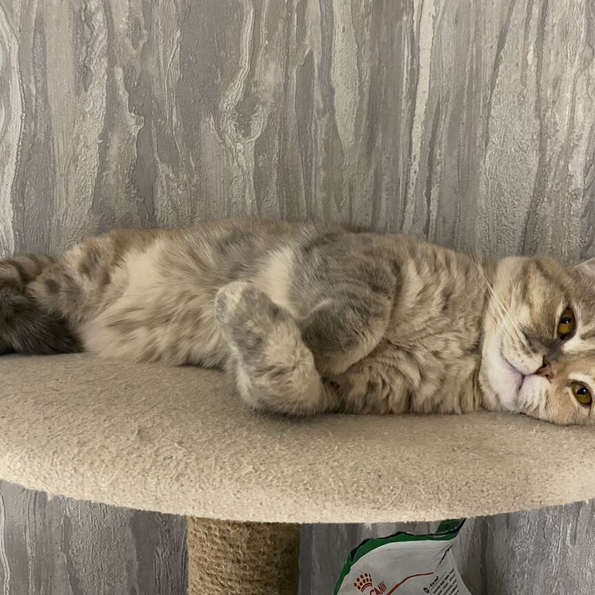 Кошечка в добрые руки