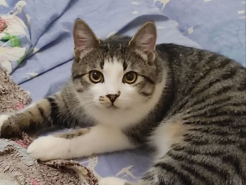 Котик Шалапай