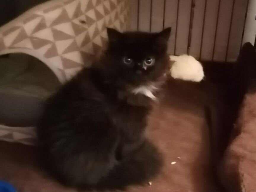 Котенок в добрые руки