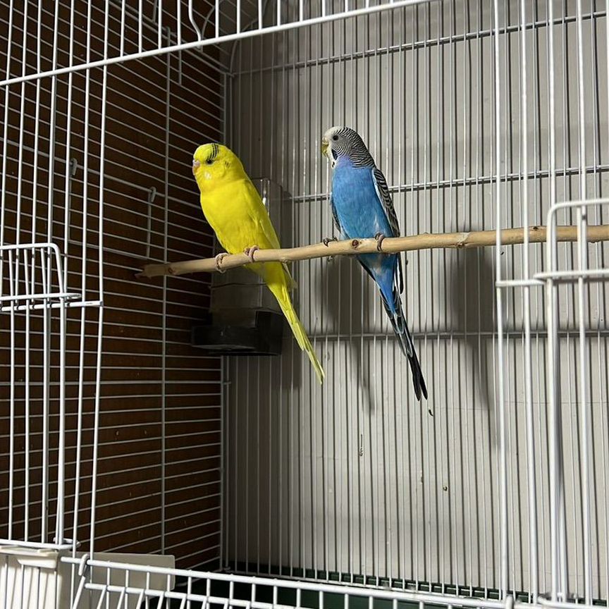 Птицы попугаи