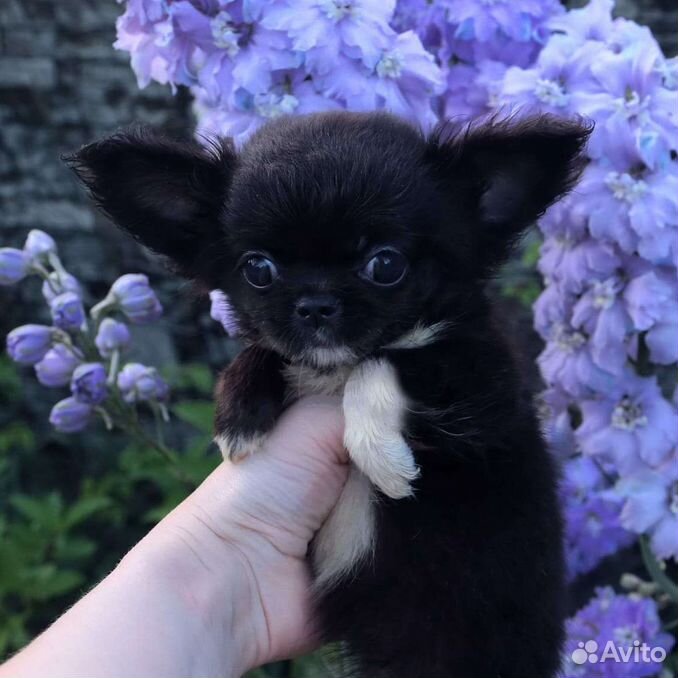 Супер мини черный