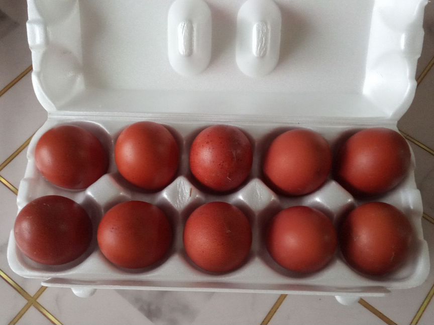 Инкубационное яйцо марана и китайских шелковых кур