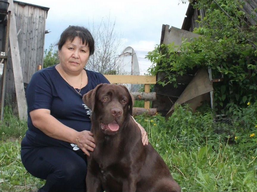 Шоколадный лабрадор вязка кобель