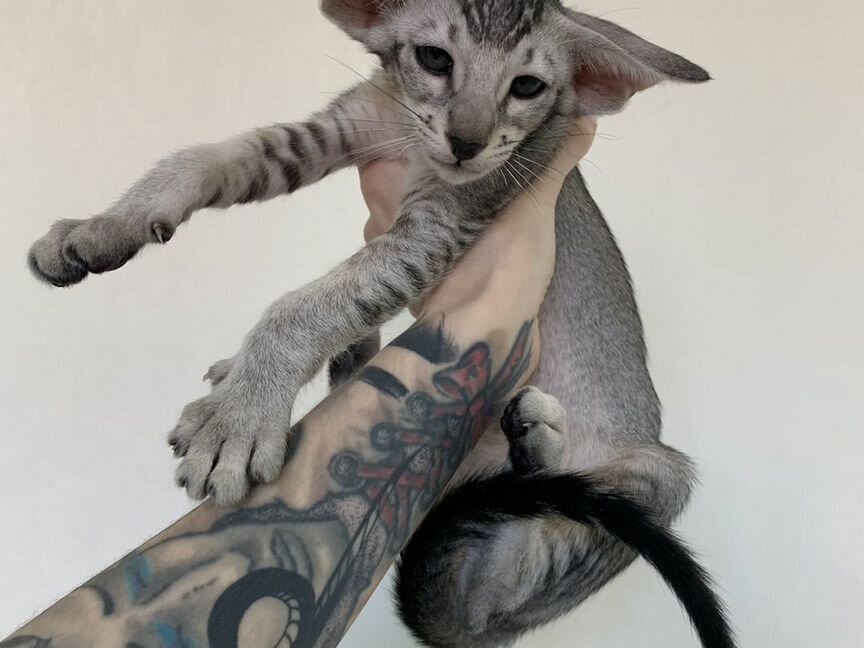 Ориентальные котики