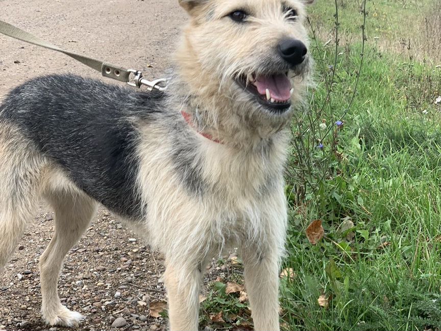 Собаки бесплатно